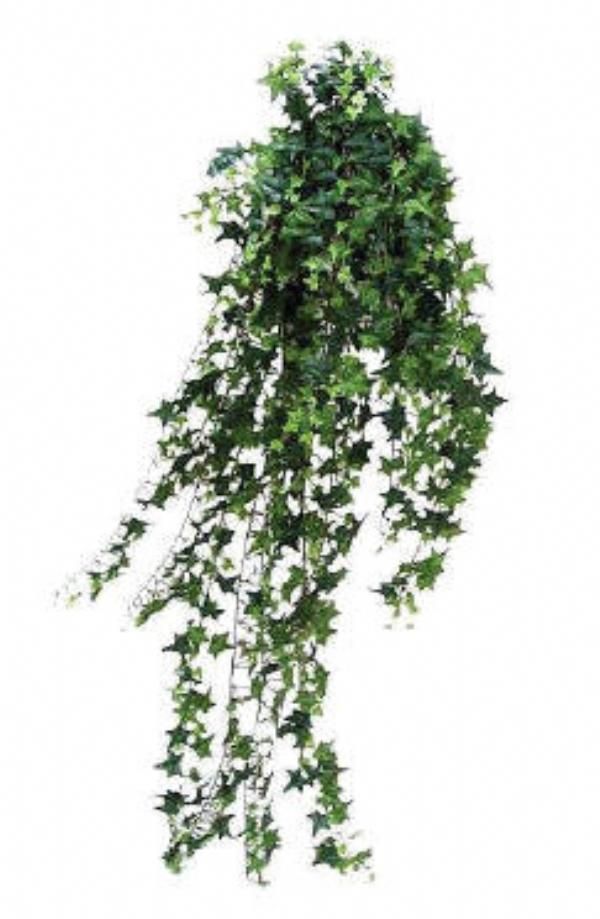 Efeu busk 120cm 1100 blade - Grønne hængeplanter | Hilmars - Kunstige ...